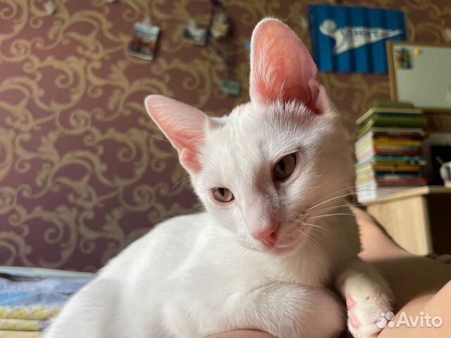 Котенок