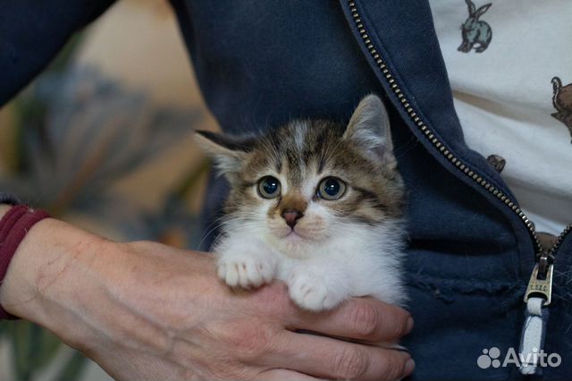 Малыш Максик ждёт вас в Лесном приюте
