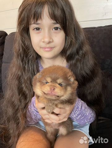 Шпиц шоко/подп щенки