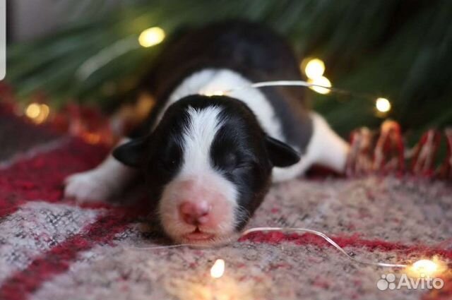 Щенки бордер колли