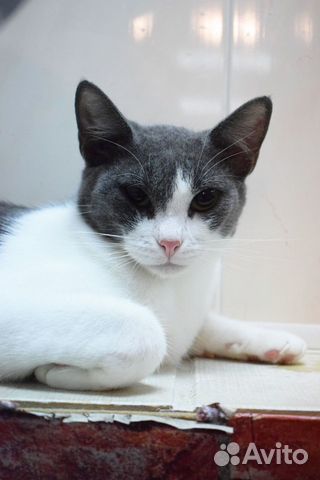 Красавчик кот Андрюша 1 год
