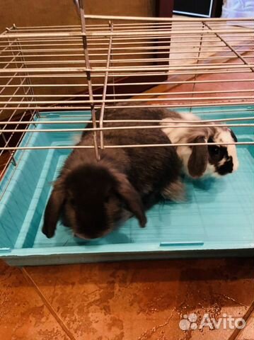 Кролик вислоухий декоративный