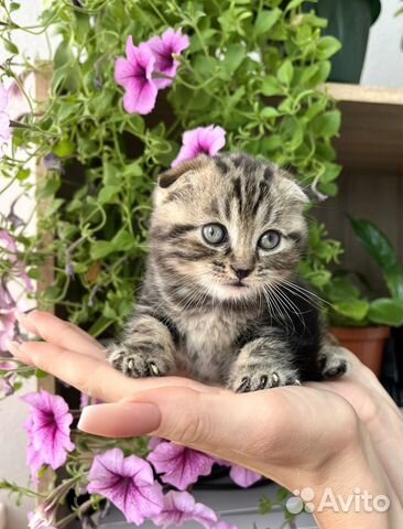Шотландские котята