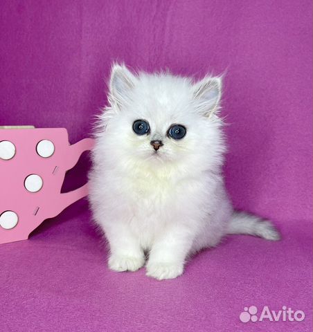 Персидская шиншилла