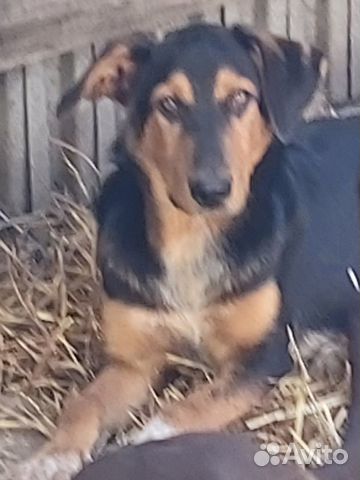 Кобель 8 мес, кастрирован, привит