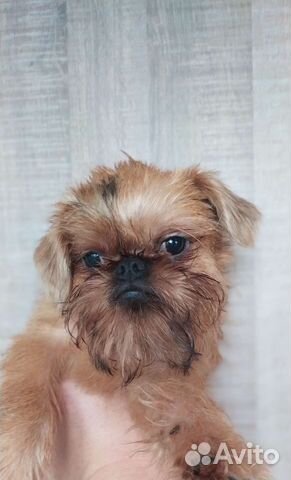 Брюссельский гриффон