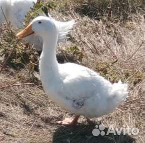 Утки муларды подрощенные