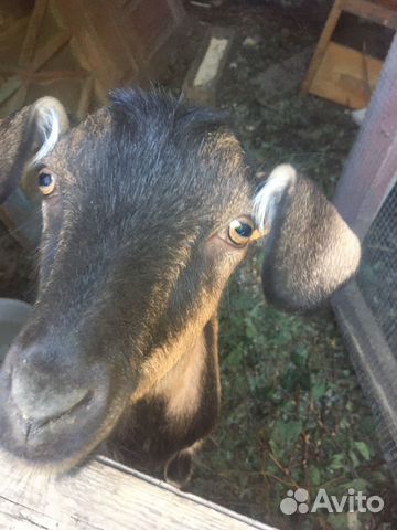 Продаётся Козел