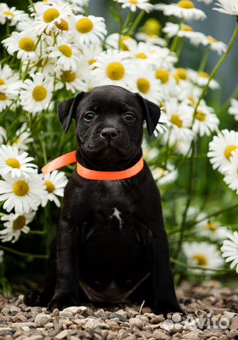 Стаффордширский бультерьер (девочки)