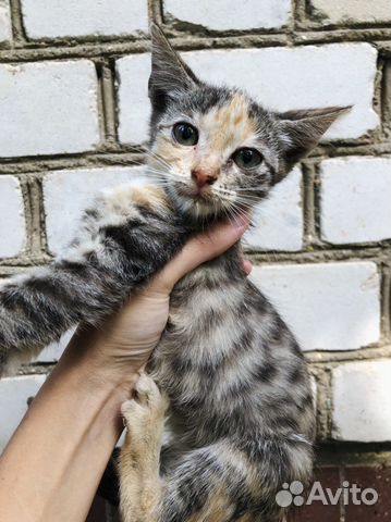 Котенок девочка бесплатно привезу
