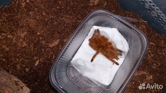 Пауки птицееды обмен