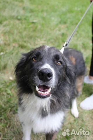 Рон пес, котрый говорит глазами