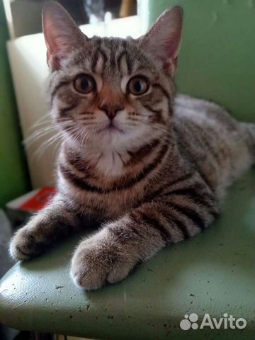 Британский котенок