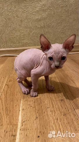 Канадский сфинкс котенок