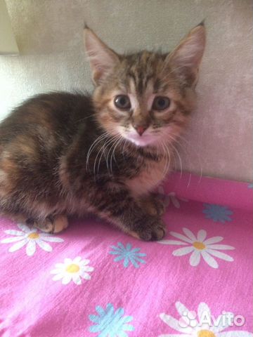 Кошечка Рыся 2 месяца