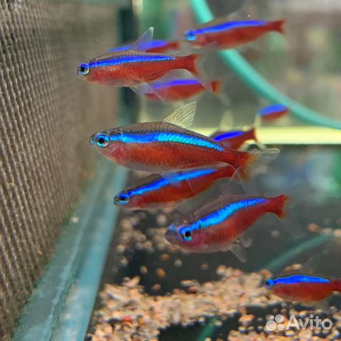 Отдам даром бесплатно