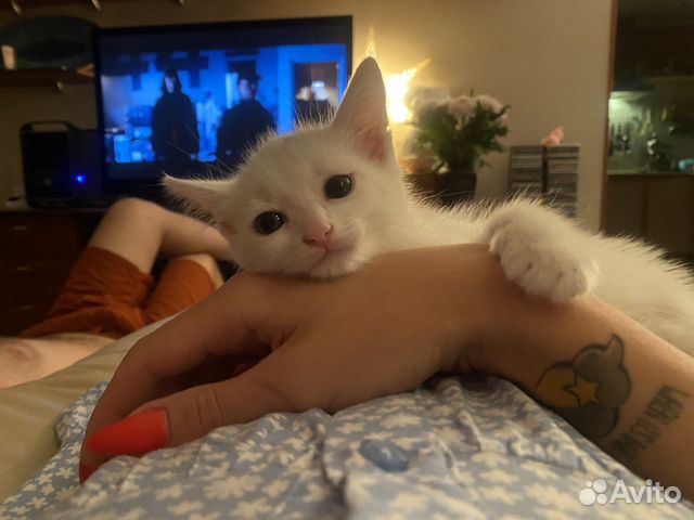 Отдам в хорошие руки котенка