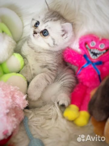 Шотланский прямоухий котенок
