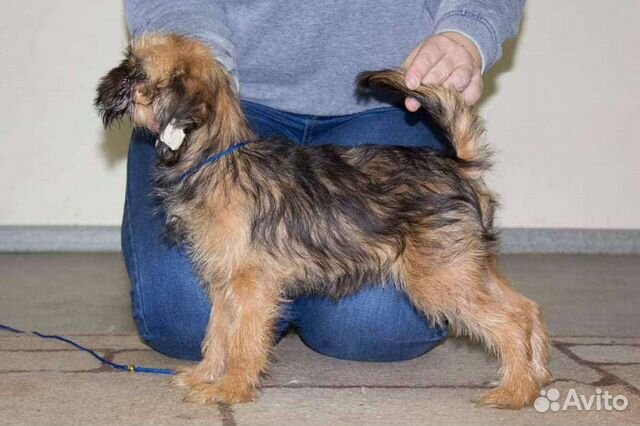 Брюссельский грифон