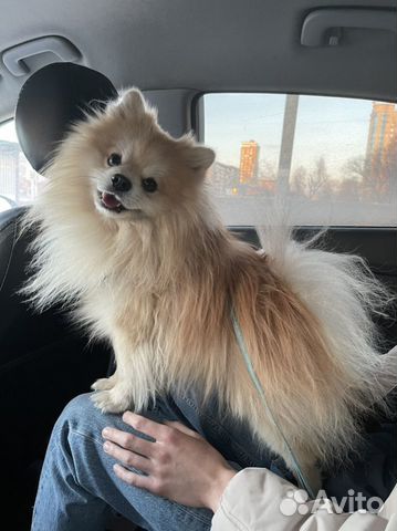 Померанский шпиц вязка кобель