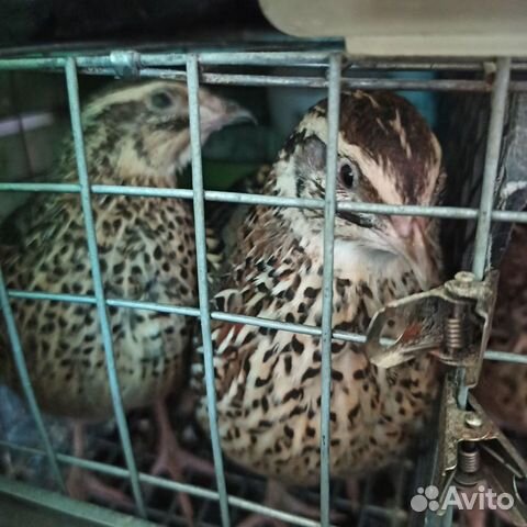 Перепела отдам