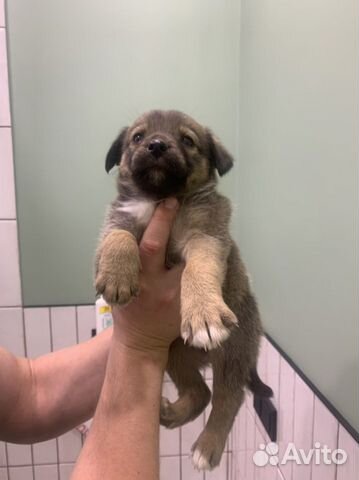 Щенки полупородистые/помесь