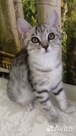 Марсик ищет дом