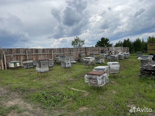 Продам пчелосемьи средне-русской породы