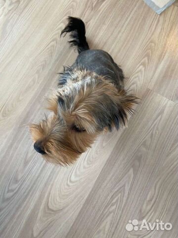 Йоркширский терьер