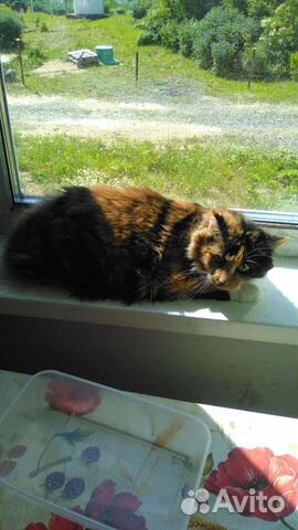 Кошки курильский бобтейль