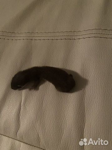 Ласка животное