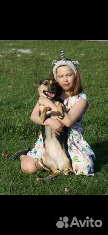 Небольшая собачка Суок