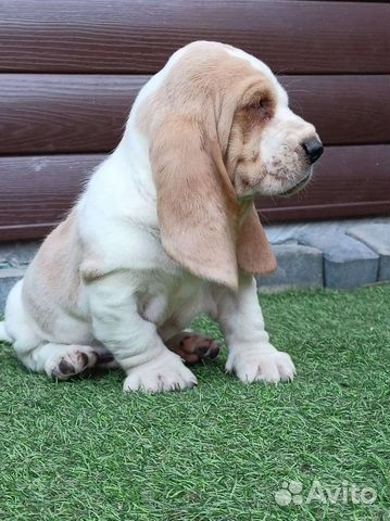 Бассет мальчик блондин