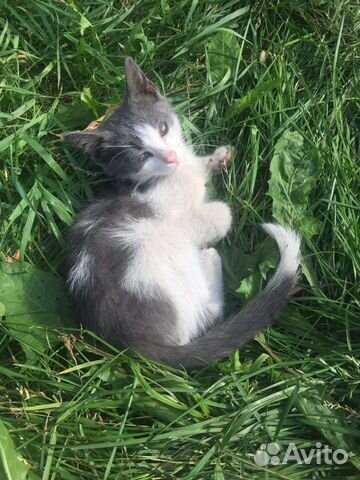 Котенок 1,5 мес остался один - его семья погибла
