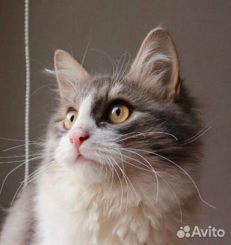 Шикарный котенок Кэш., 5 месяцев