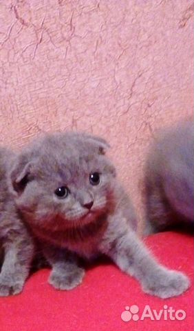 Британские вислоухие котята