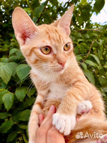 Рыжий котенок девочка Мия (2 мес)
