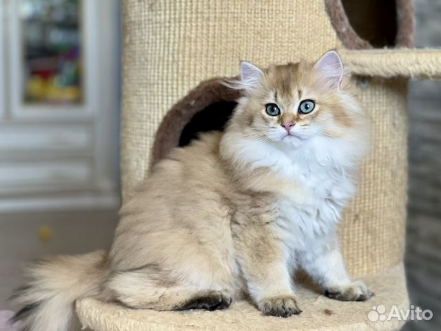 Британский ласковый ручной шикарный котенок