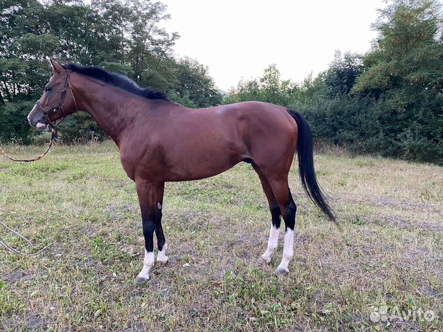 Английская чистокровная