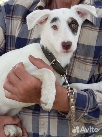 Ищет дом щенок не крупной Собачки Белочка