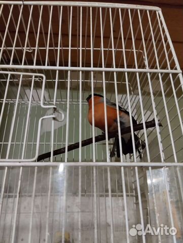 Снегирь, самец