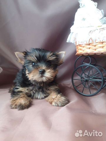 Куколочка Baby