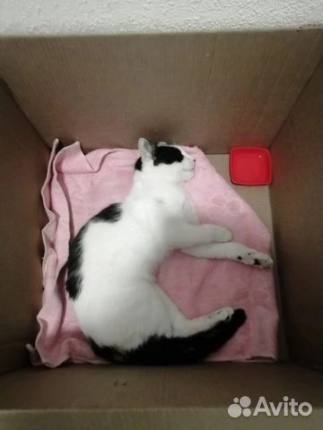 Кота выбросили с 5 этажа