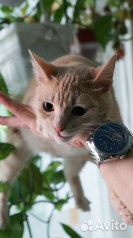 Кошка лилового окраса