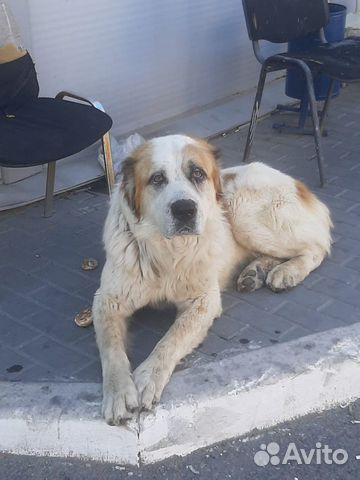 Найден алабай с ошейником