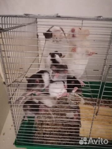 Декоративные крысята даром