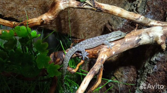 Геккон (Lepidodactylus Lugubris)