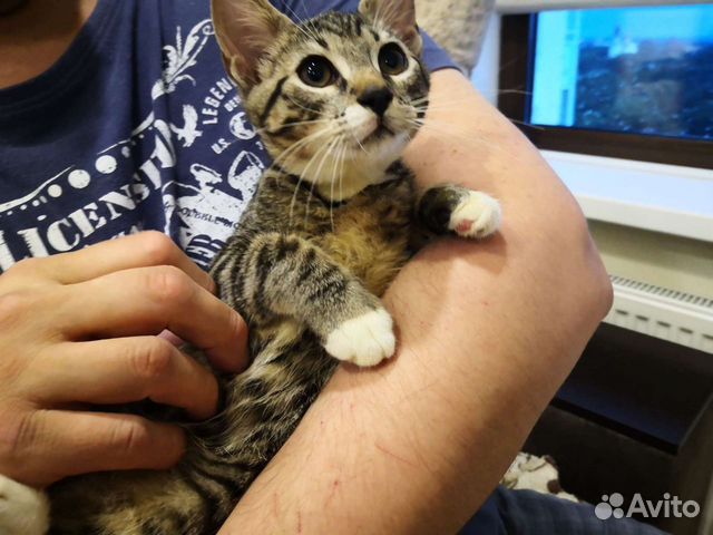 Котенок в поисках своего Человека