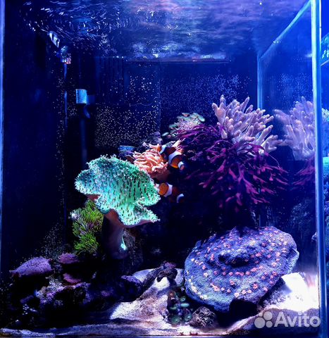 Морской аквариум 50л