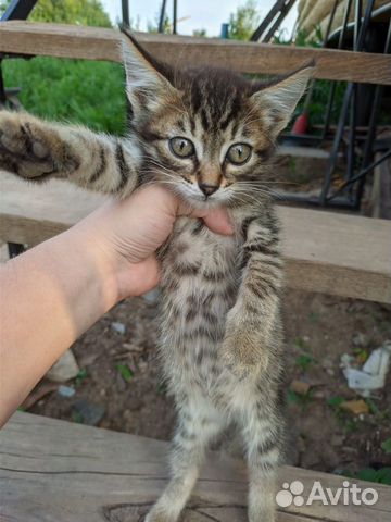 Котята в добрые руки, помогите им найти хозяев)